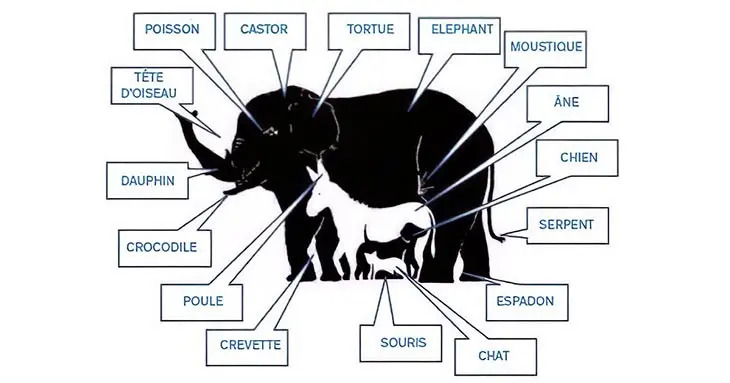 Combien d'animaux dans cette illusion d'optique ? Beaucoup plus que ...
